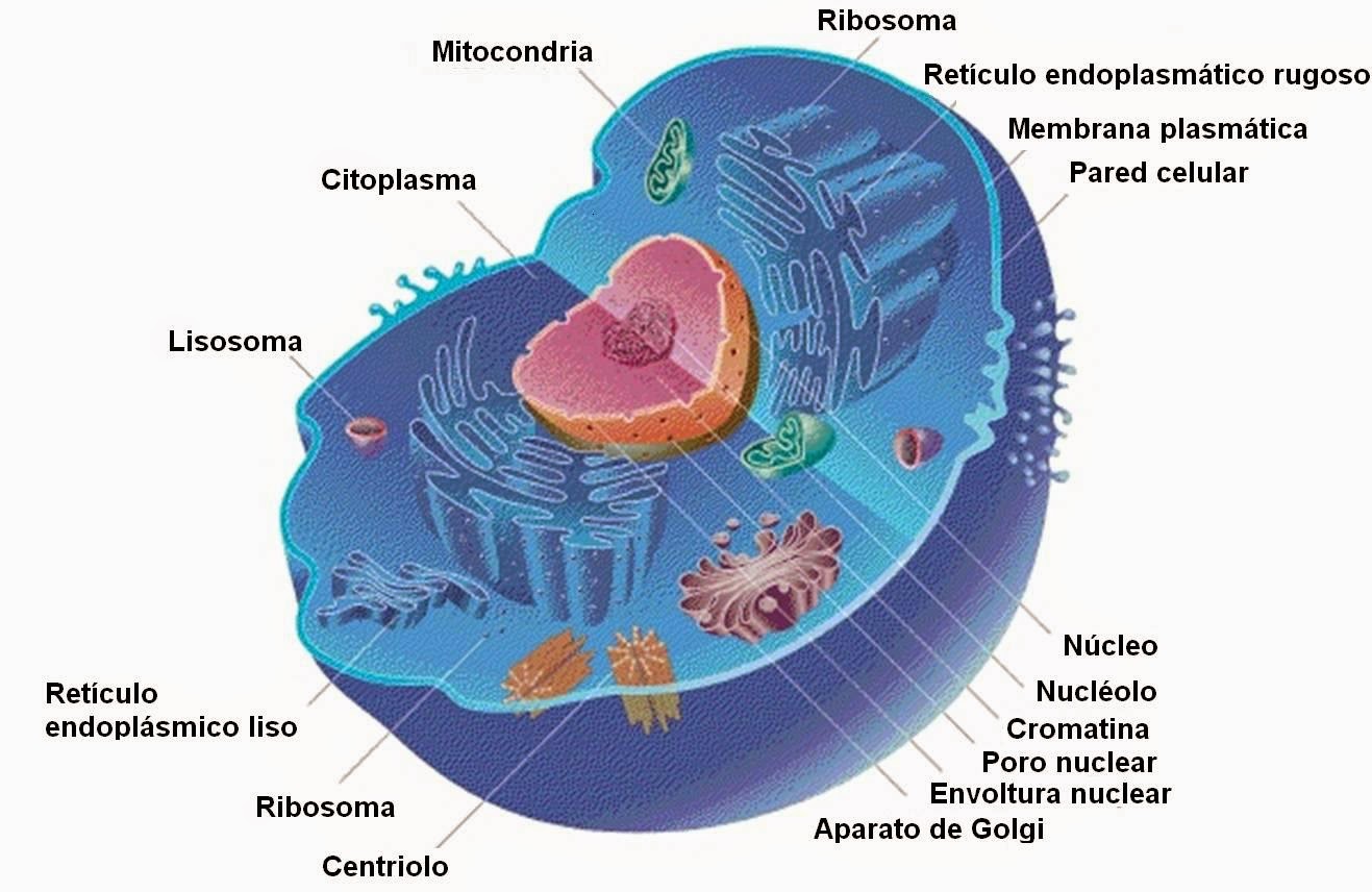 Biologia Básica
